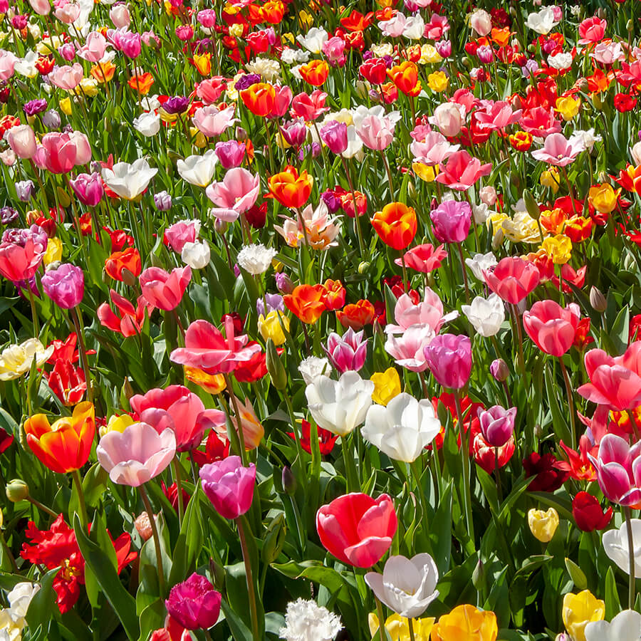 Tulip Experience Amsterdam