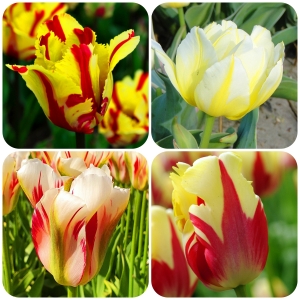 Tulip Experience Amsterdam