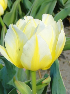 Tulip Experience Amsterdam