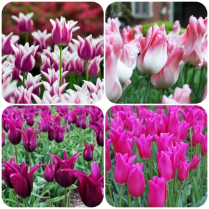 Tulip Experience Amsterdam