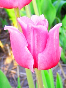 Tulip Experience Amsterdam