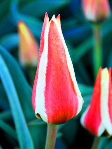 Tulip Experience Amsterdam